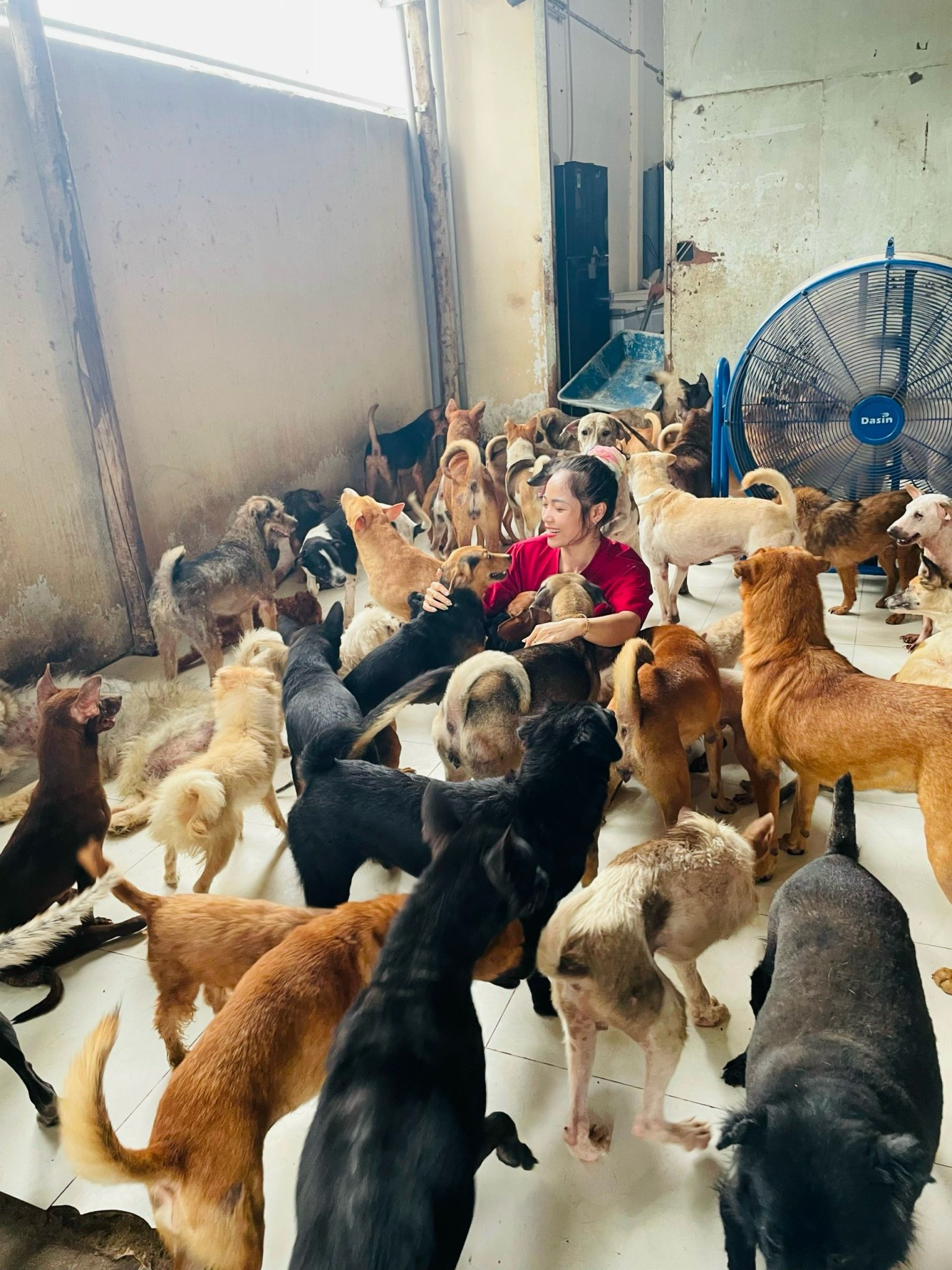 Cocoon x AAF: Ai cũng có thể chung tay cứu trợ chó mèo lang thang